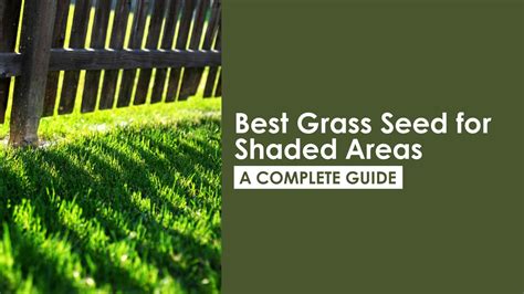 Best Grass Seed For Shaded Areas A Simple Guide 2025