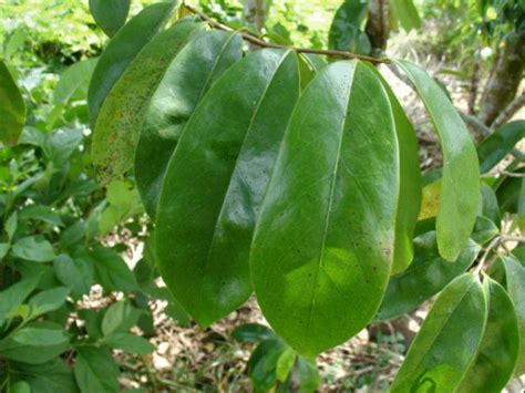 Graviola Soursop Tree For Cancer Bio Sil South Africa