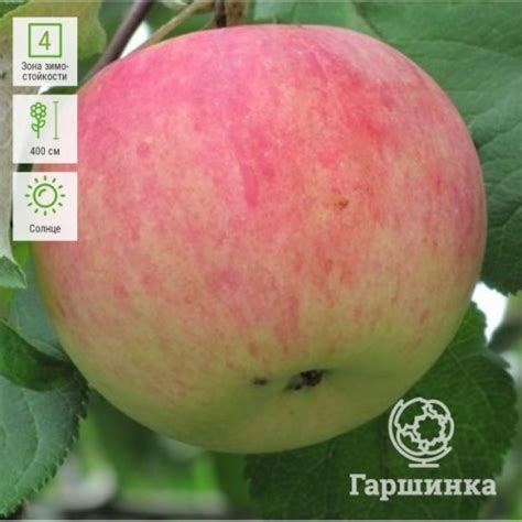 яблоня Десертное Исаева карлик