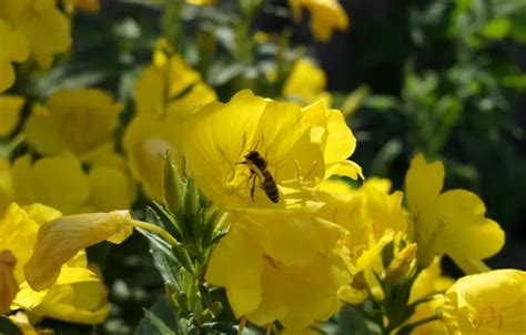 Wallpaper Flowers Yellow Bee Insect Flower Yellow Insect Bee For