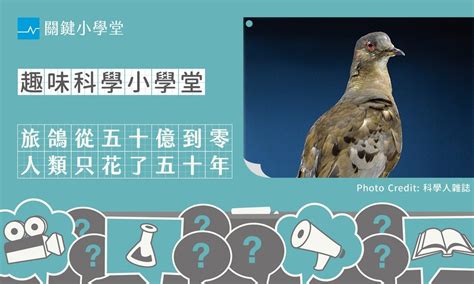 旅鴿滅絕之謎：從50億到0，人類只花了50年時間 Tnl The News Lens 關鍵評論網