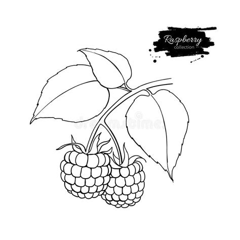 Raspberry Vector Drawing Isolated Berry Branch Sketch On White Stock