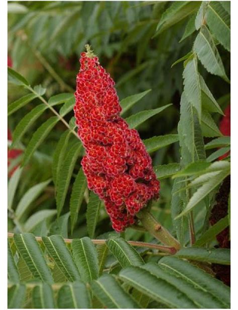Sumac De Virginie Bonsai at Tanya Lorenzen blog