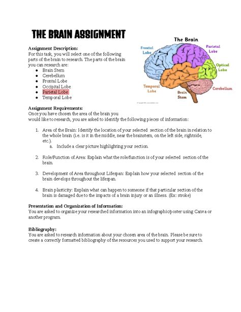 Copy Of The Brain Assignment The Brain Assignment Assignment Description For This Task You