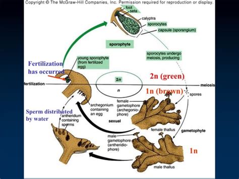 Bio II Exam 2 Nonvascular Plants Flashcards Quizlet