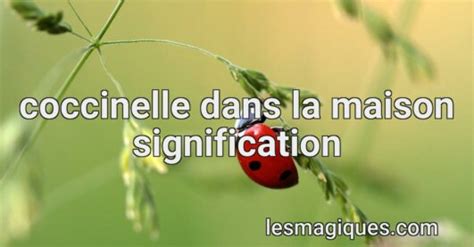 Coccinelle Dans La Maison Signification Présage
