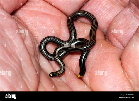 Leptotyphlops Carlae