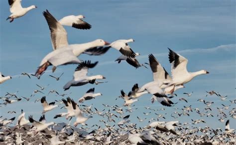 Bird Photography