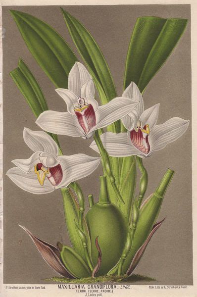 Large Flowered Maxillaria Orchid Maxillaria 252 Piece Puzzle Large