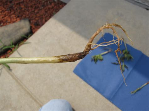 Black Root Rot Of Watermelon Purdue University Vegetable Crops Hotline