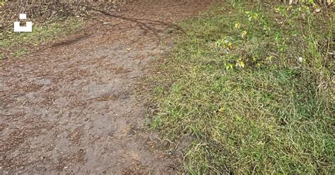 숲속의 비포장 도로 사진 Unsplash의 무료 땅 이미지