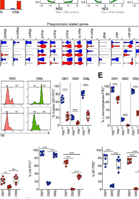 Molecular And Functional Comparison Between Hdc D D And Hdc GMs A Download Scientific