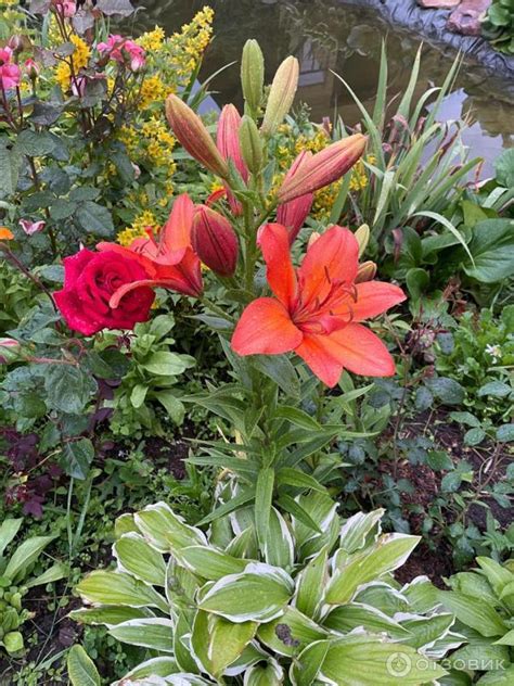 Отзыв о Удобрение Био Комплекс Бокаши Делаю компост кормлю зеленых