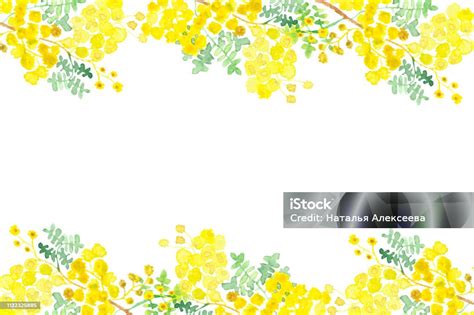 白い背景にミモザの花や枝の水彩緑のフレーム手描きの 美しいデザインのための春の黄色のイラスト テキストのためのスペース付き ミモザの