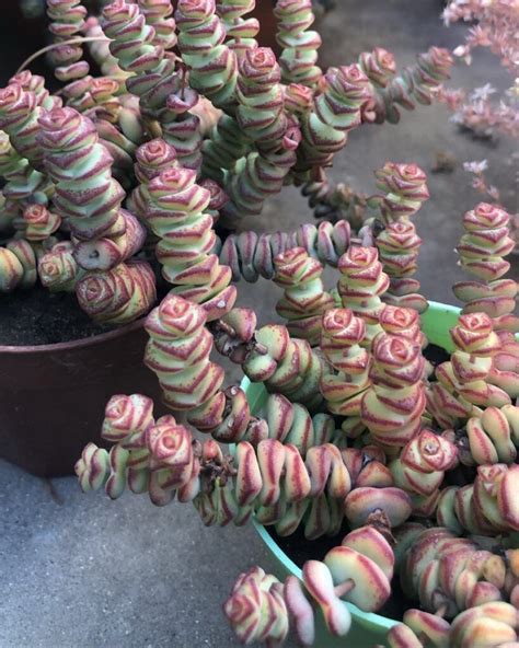Crassula Rupestris Ssp Marnieriana String Of Buttons Types Of
