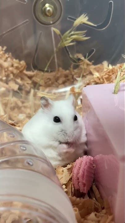손 발 쫍쫍하고 마지막에 웃는 햄스터 ㅣ 모찌 🐹 Youtube