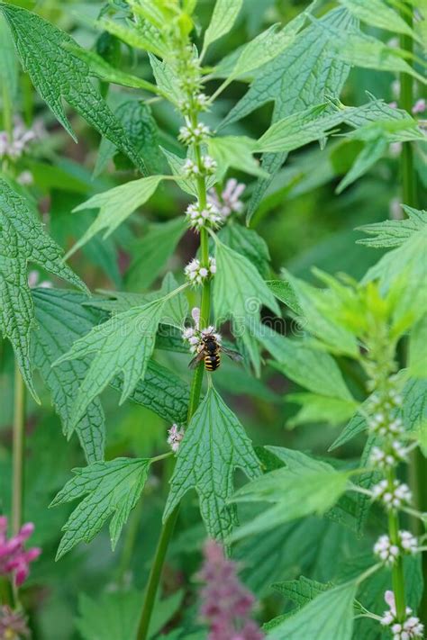 Vertical Shot Of A Female European Wool Carder Bee On Leonurus Cardiaca
