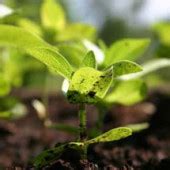 Organic Soil PH Adjustment Planet Natural