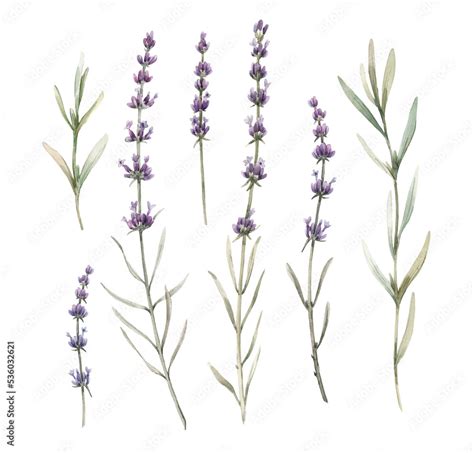 Beautiful Png Floral Illustration With Hand Drawn Watercolor Lavender