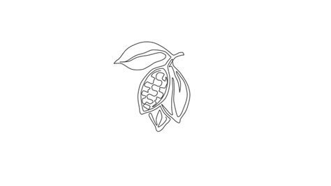 Cocoa Line Drawing Stock Video Footage K And HD Video Clips Shutterstock