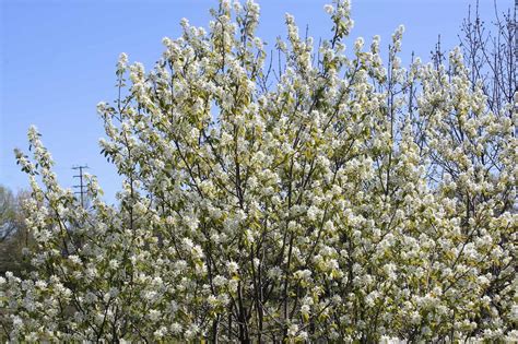 26 Great Flowering Trees For Michigan Gardens ProGardenTips