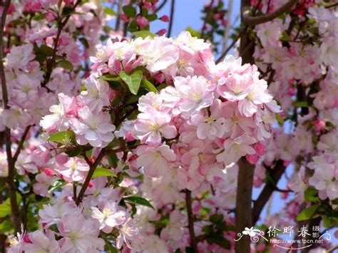 Malus Micromalus