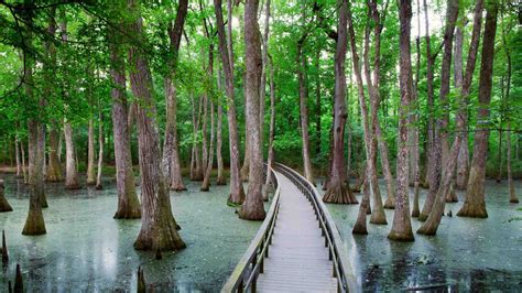 Mississippi Cypress Swamp Springs Adventure Touristsecrets