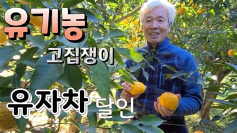 유기농 고집쟁이 유기농 유자차 여수 돌산 Youtube