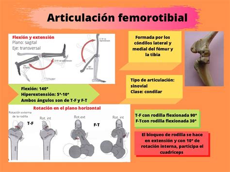 Articulaciones De La Rodilla Pdf