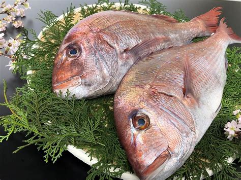 200円だけど贅沢の極み！あのくら寿司から脂が乗った「厚切り桜鯛（2貫）」数量限定で ヨムーノ