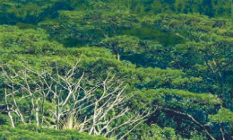 Stakeholder Led Forest Governance Assessment In Côte Divoire Climate