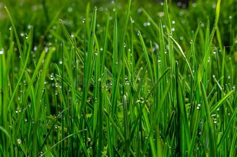 Gotas De Agua En La Hierba Verde Plantas De Agua De Rocío Matutino