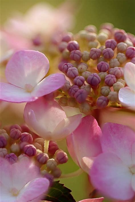 배경 화면 핑크 수국 매크로 사진 꽃 꽃이 핌 1920x1200 그림 이미지