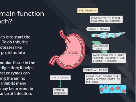 aqa gcse the human digestive system teaching resources