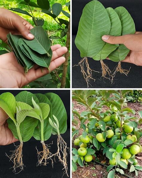 How To Grow Guava Trees From Guava Decoration Desing