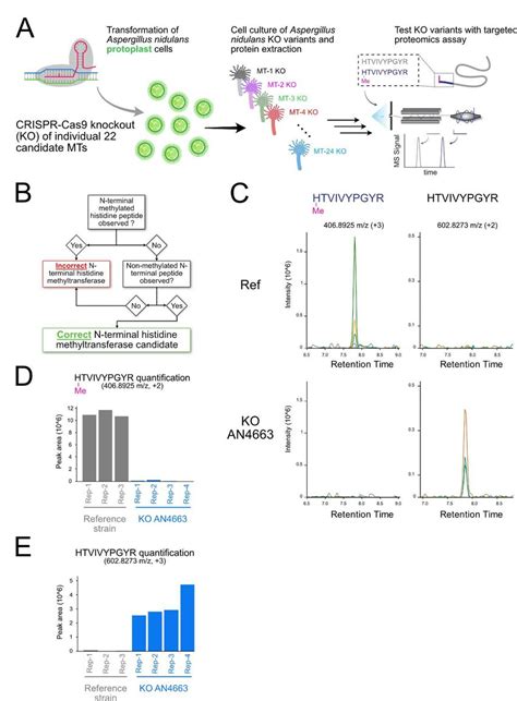 Crisprcas9 Knockout And Proteomics Strategy For Identification Of The