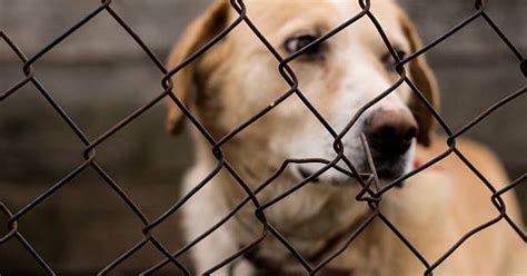 Legislation On Animal Cruelty Moves To The Full Senate Weku