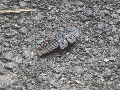 Trilobite Beetle Project Noah