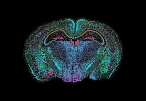 Spatial Transcriptomics Helps Sniff Out A More Comprehensive Olfactory