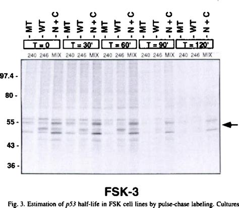 Figure 3 From Necessary For Establishment Of Mammary Cell Lines
