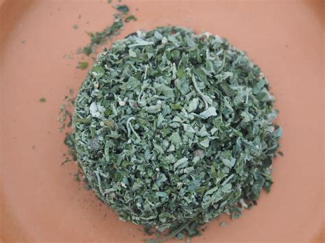 Catnip Wild Few Herb Farm