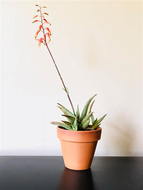 Гибриды Алоэ :: myPlants