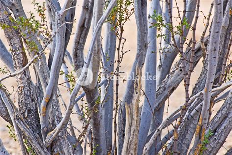 Tree Branches Texture 9 Royalty Free Stock Image Storyblocks