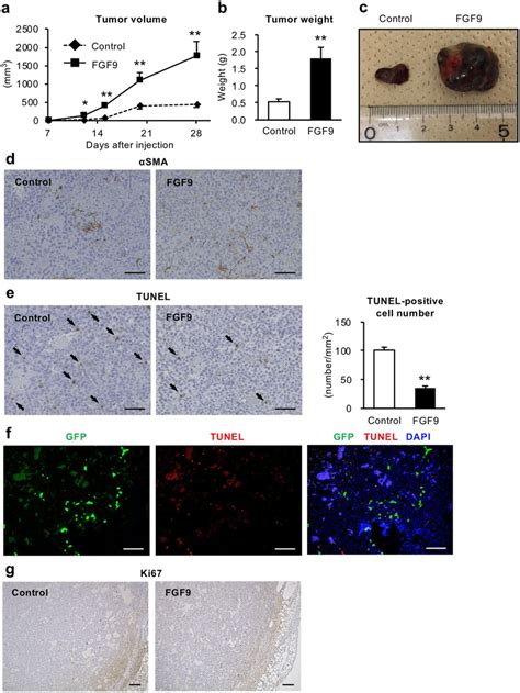 Fgf9 Promotes Tumor Growth In A Human Tumor Xenograft Model Hepg2