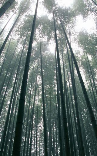 竹林唯美风景手机壁纸图片 第12页 高清背景图 ZOL手机壁纸