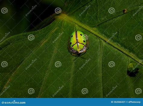 Indian Green Tortoise Shell Beetle Chiridopsis Bipunctata Kudremukh Wildlife Sanctuary Stock
