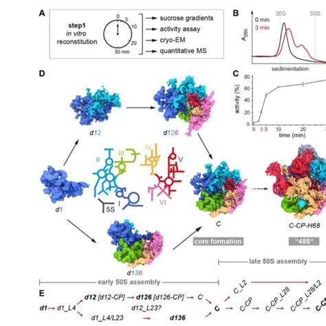 Secondary Structure Of The 18s Rrna A 18s Rrna With The 5 Central