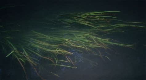 Tarkovsky, Solaris | Фильмы