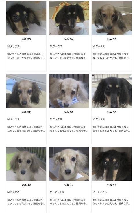 じゅんちゃん On Twitter 旭川でダックスの多頭飼育崩壊があって預かり出来る人を探しているそうです。 引き取り希望の方は直接、あに