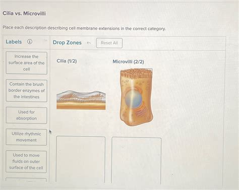 Solved Cilia Vs ﻿microvilliplace Each Description